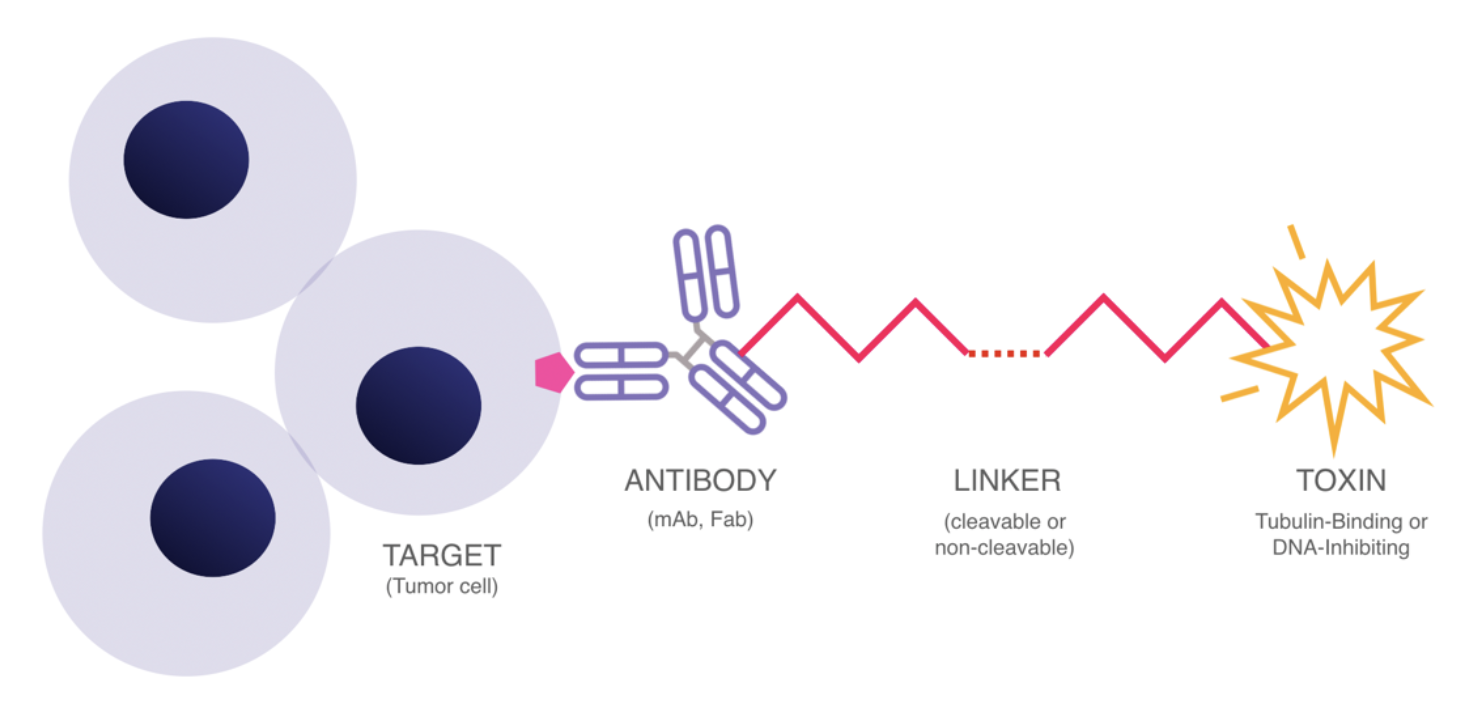 Taking Aim with Antibody-Drug Conjugates