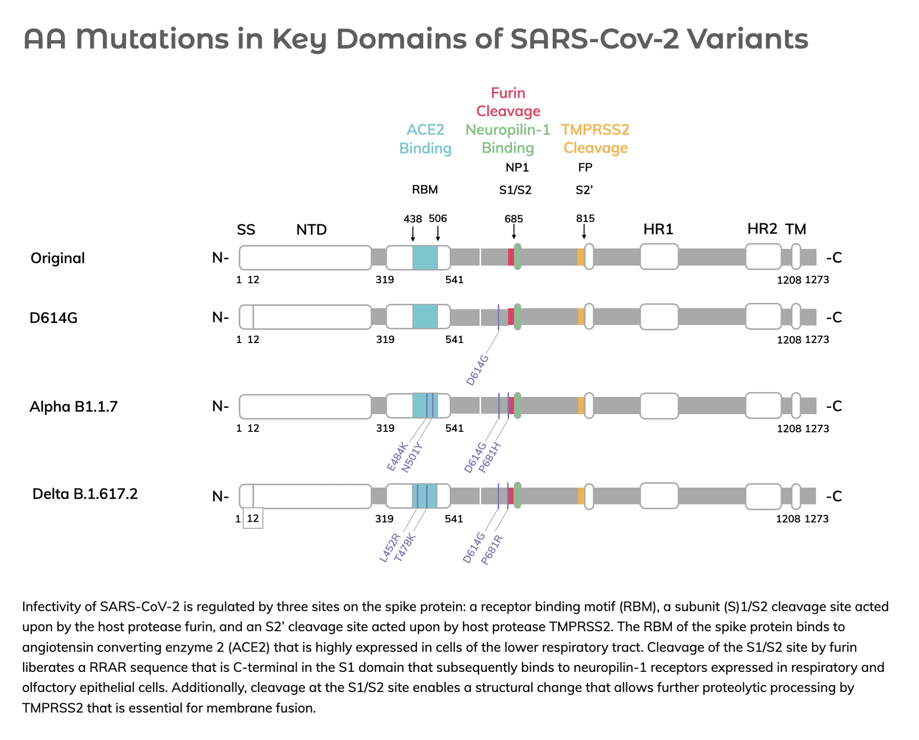 The Delta Variant Furin Domain Mutation Favors Greater Infectivity