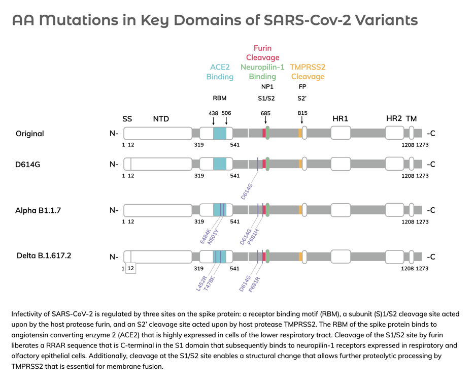 The Delta Variant Furin Domain Mutation Favors Greater Infectivity