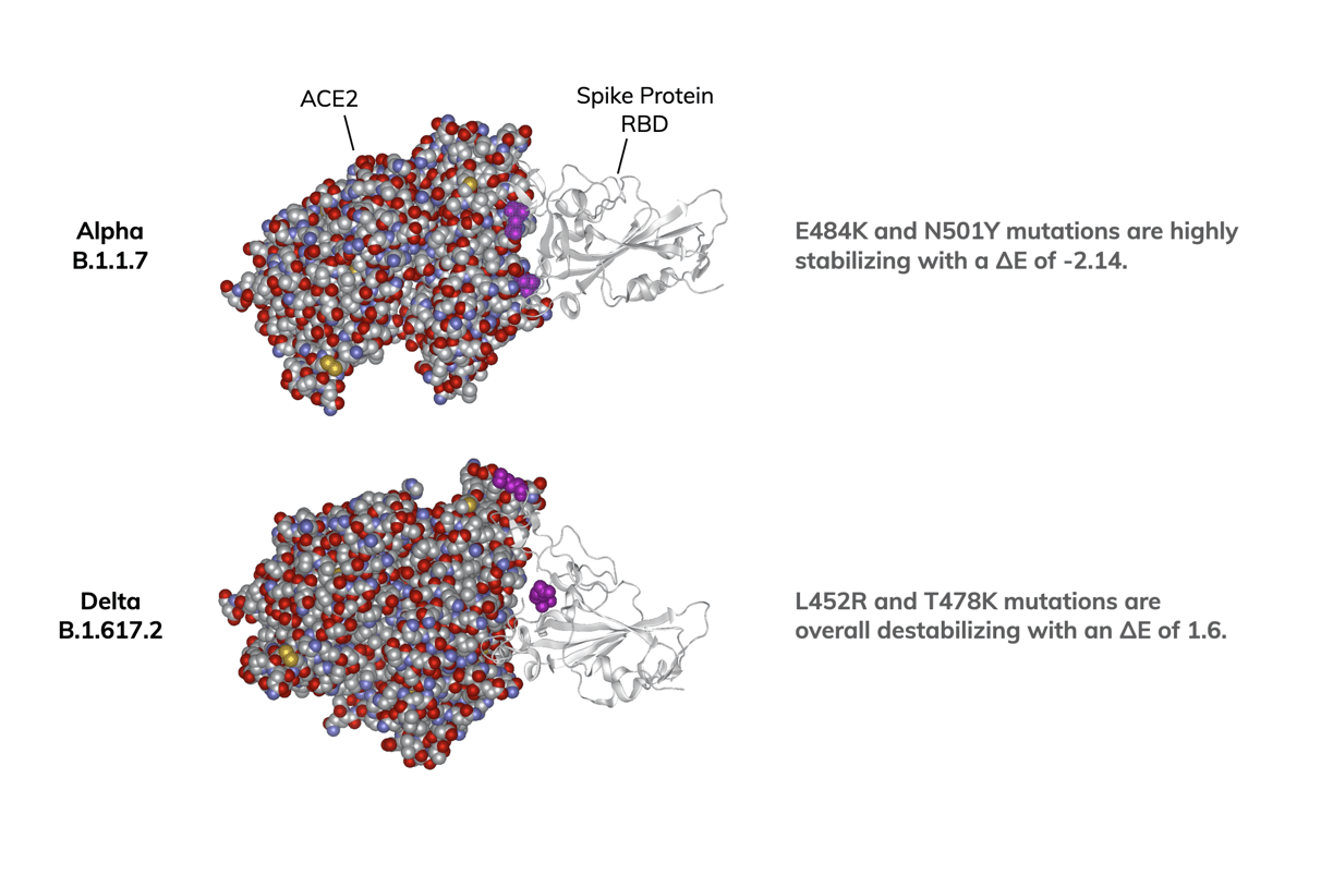 The Delta Variant Furin Domain Mutation Favors Greater Infectivity