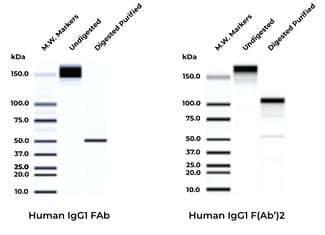 Purified FAb + F(Ab’)2 Fragments - Antibody Solutions