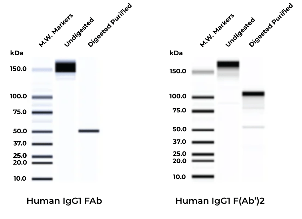 Purified FAb + F(Ab’)2 Fragments - Antibody Solutions