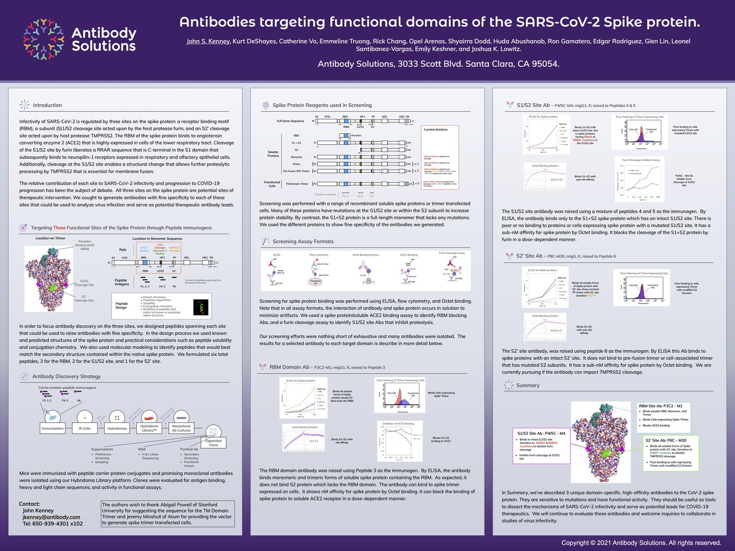 Antibody targeting functional domains of the SARS-CoV-2 Spike protein
