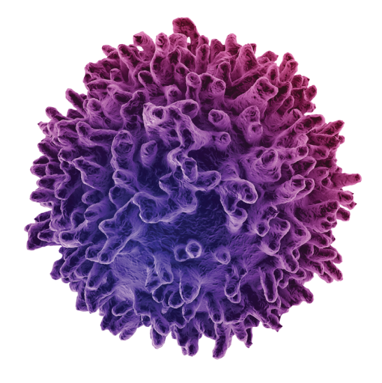 Home - Antibody Solutions